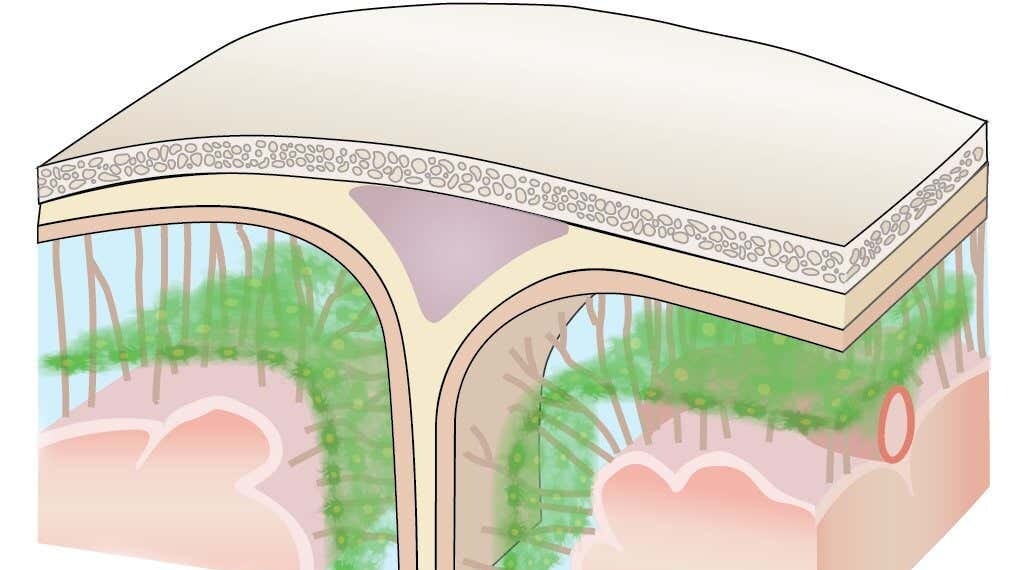 Scientists reveal how the brain's waste removal system works