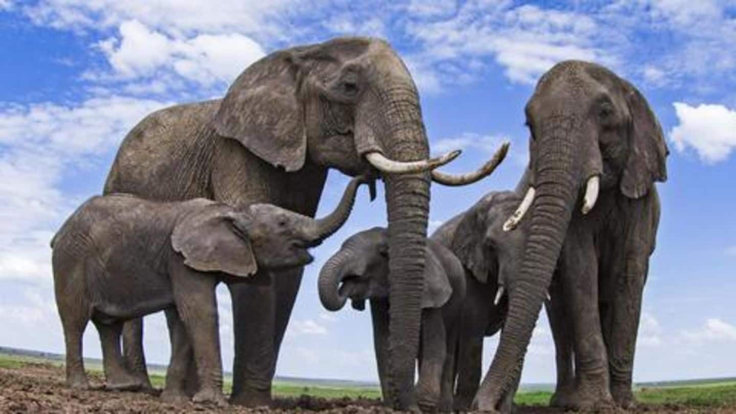 Five Amazing Facts About Animals You Should Know NewsBytes five-amazing-facts-about-animals-you-should-know-newsbytes