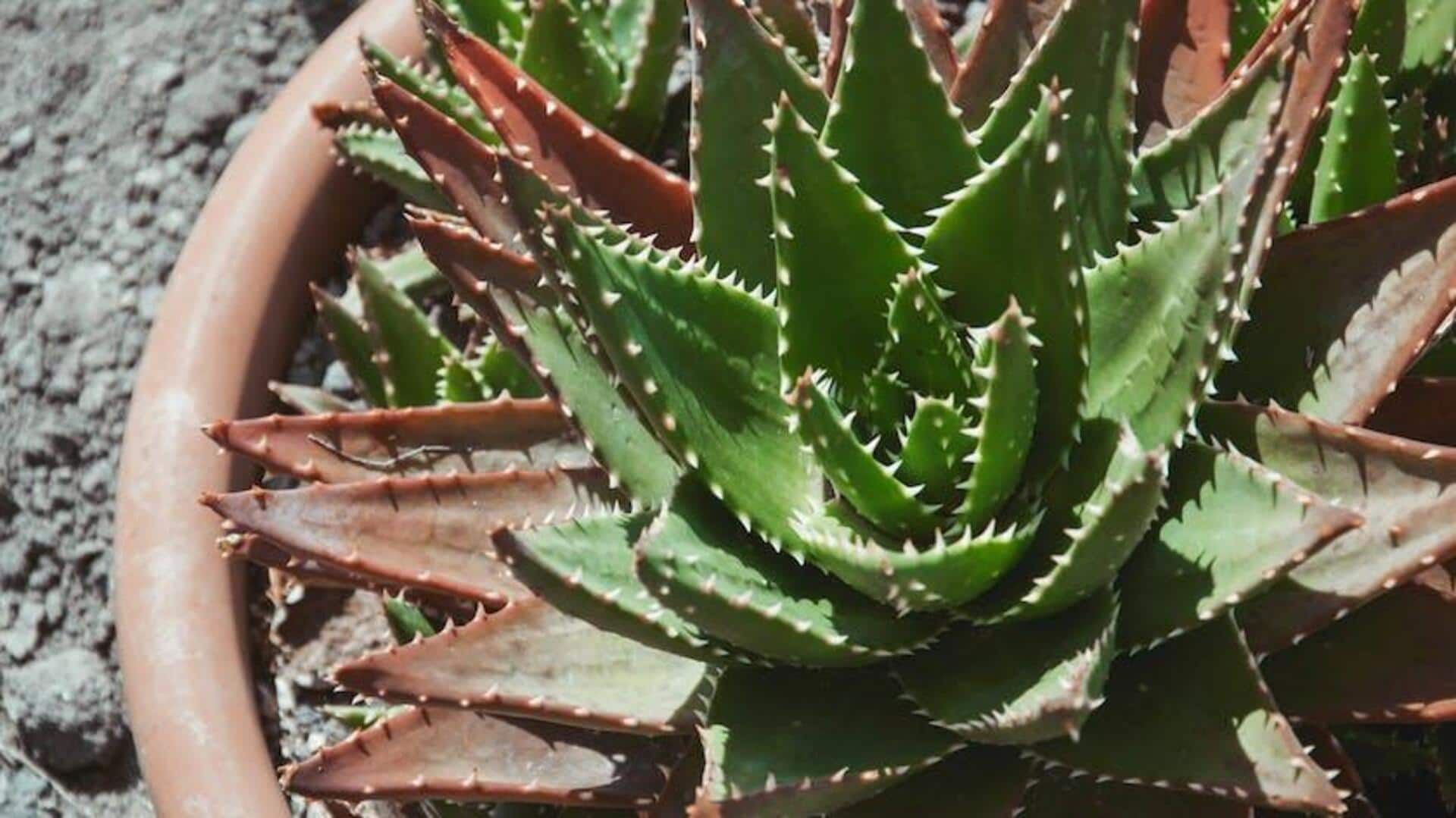 How to grow cactus at home