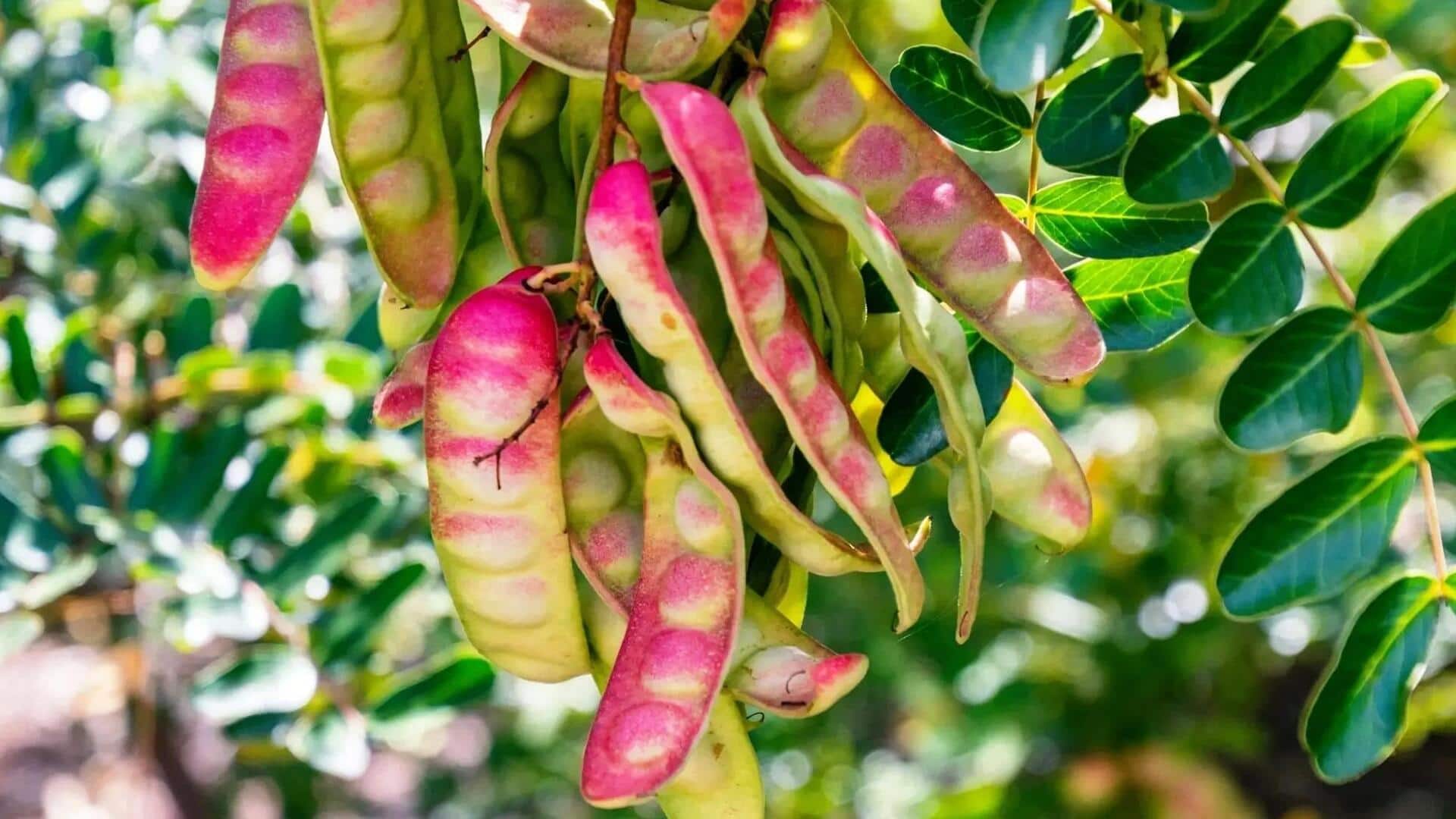 Tara gum can be a substitute for synthetic plastics: Study