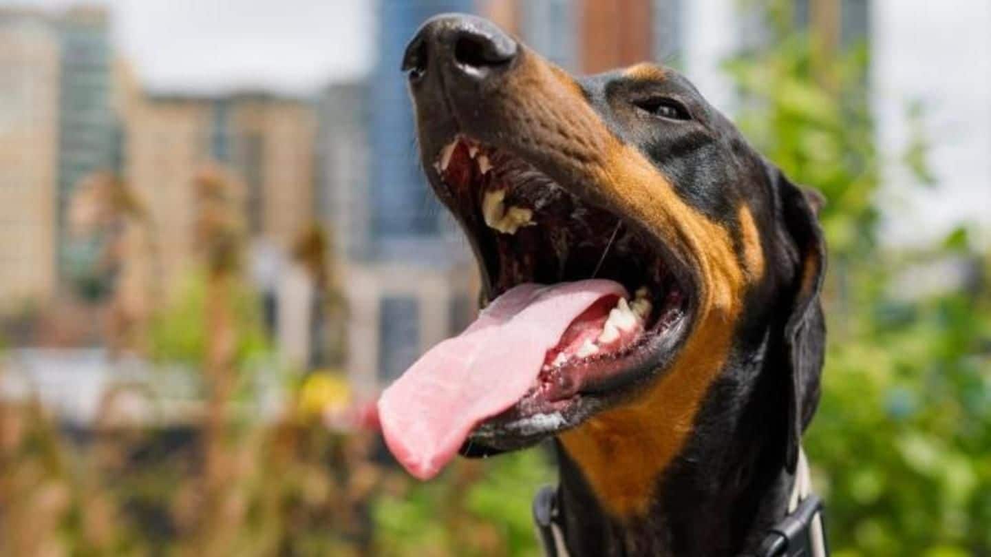 Everything about Amazon's 6,000-dog-strong workforce | NewsBytes