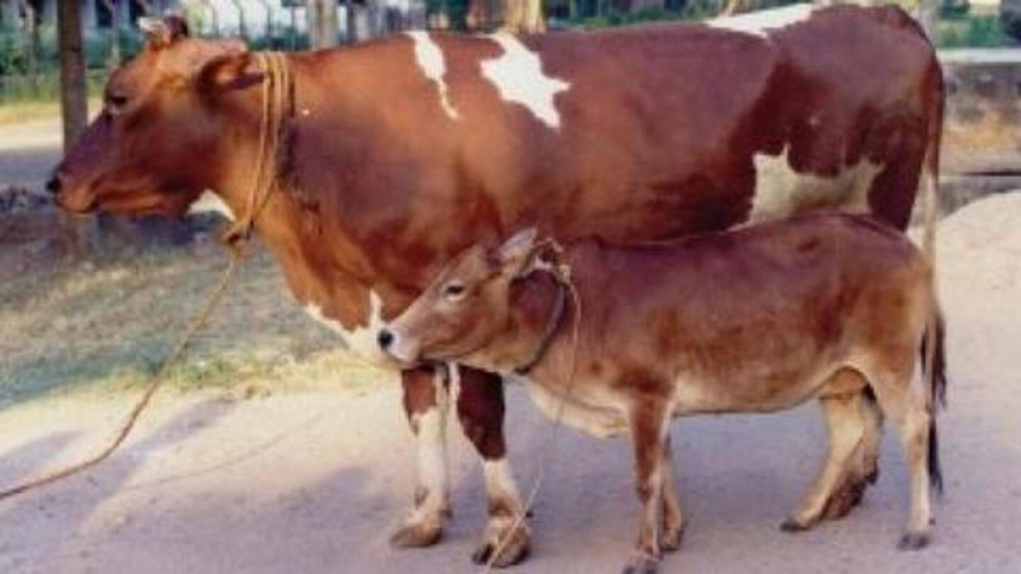 Foreign cows are 'aunties', says BJP's Dilip Ghosh | NewsBytes