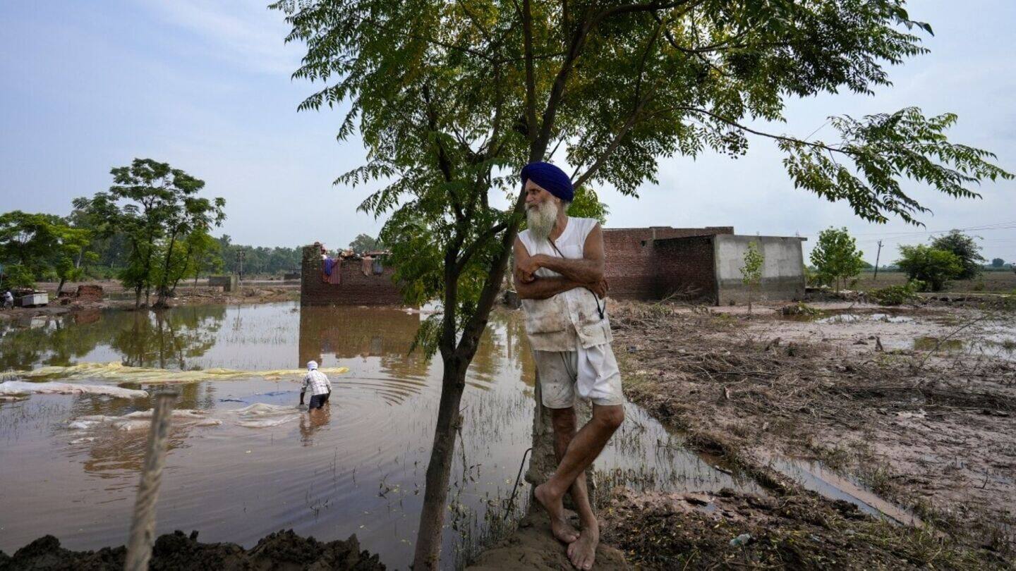 Floods hit Punjab's paddy fields, but overall impact may be minimal
