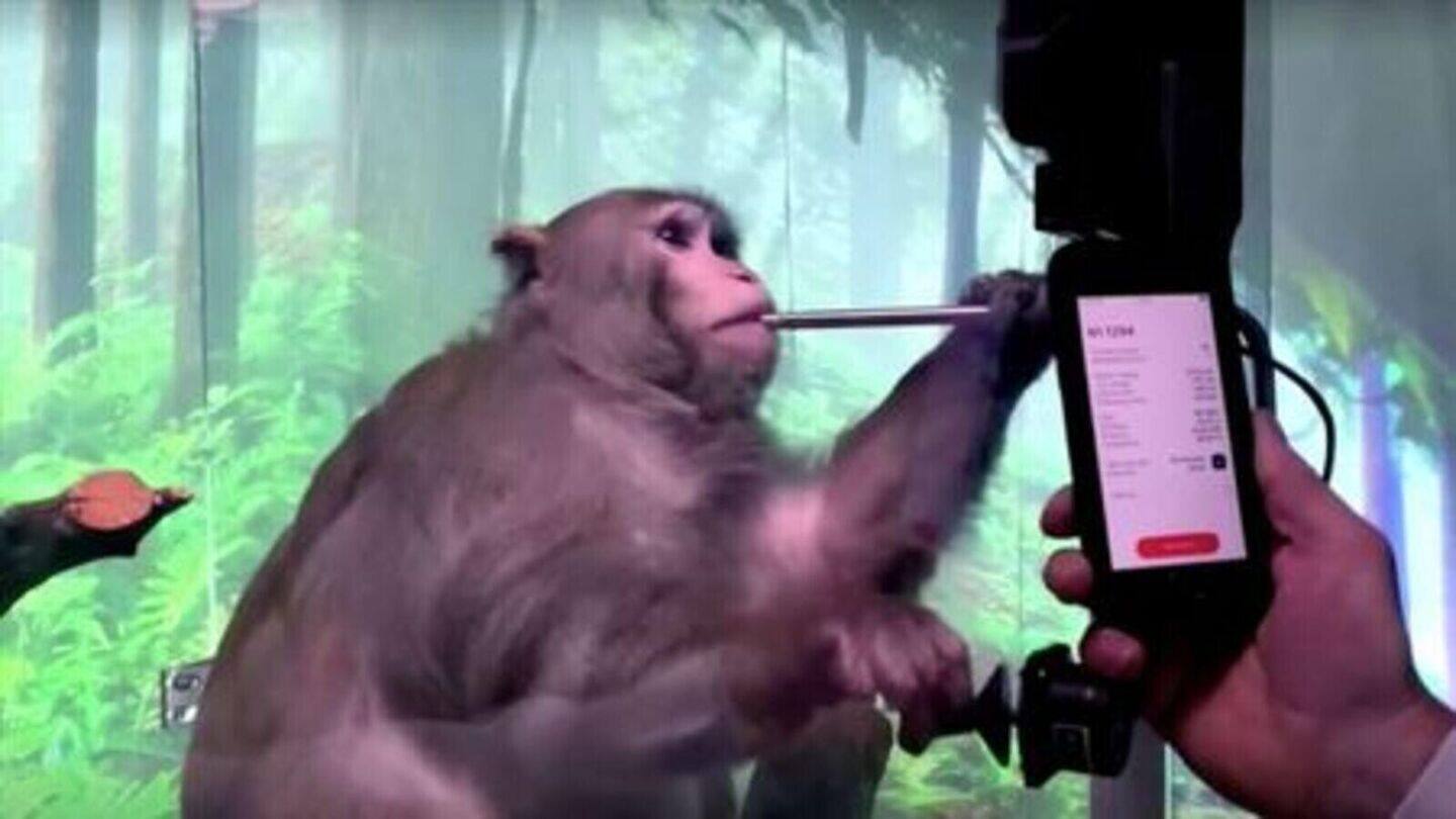 Elon Musk's Neuralink tests 'Superpower' implants on monkeys
