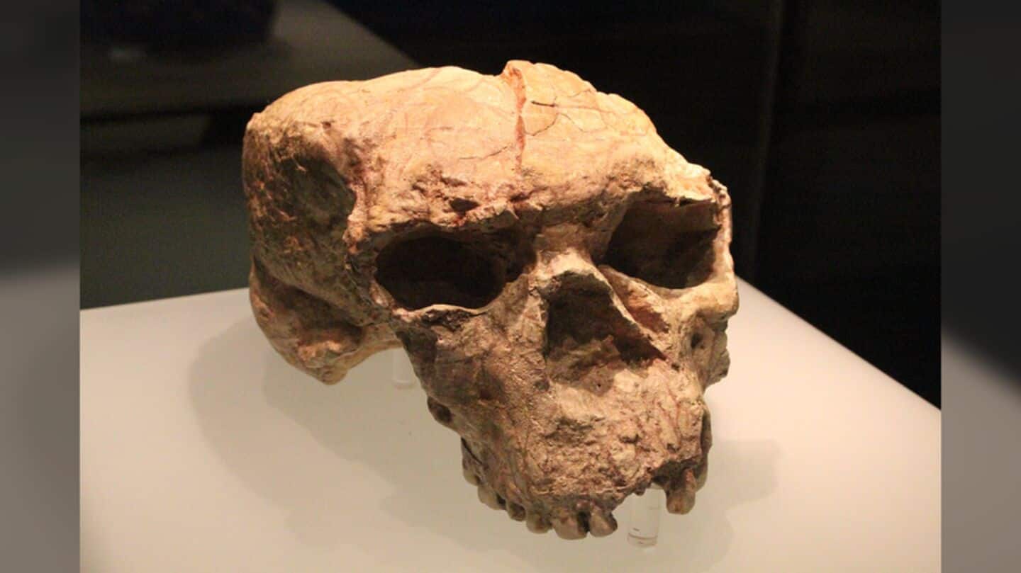 Little Foot fossil might be a whole new human ancestor
