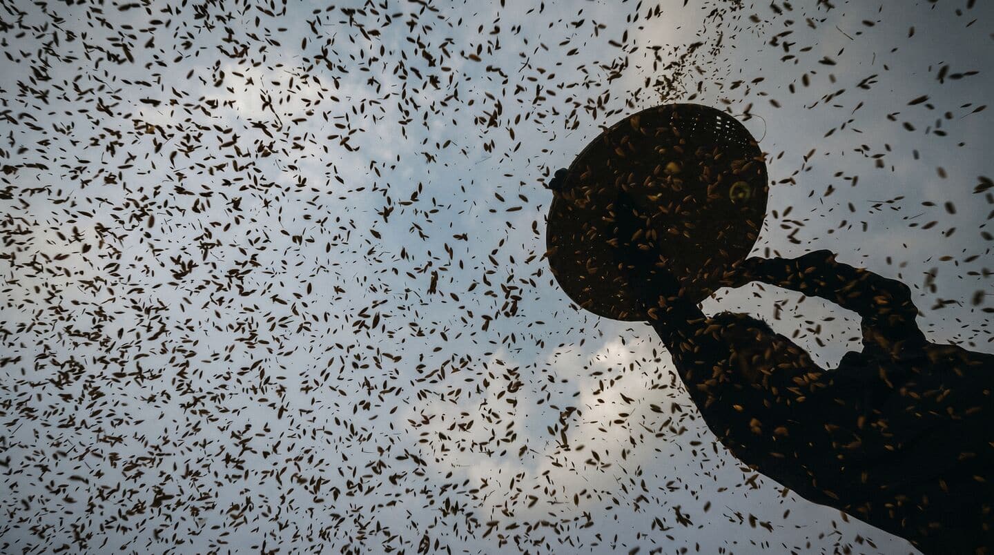 India invokes WTO peace clause, exceeds 10% rice subsidy cap