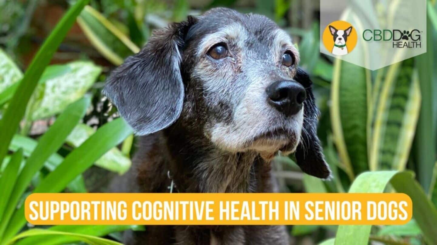 Owning a dog enhances cognitive health in seniors