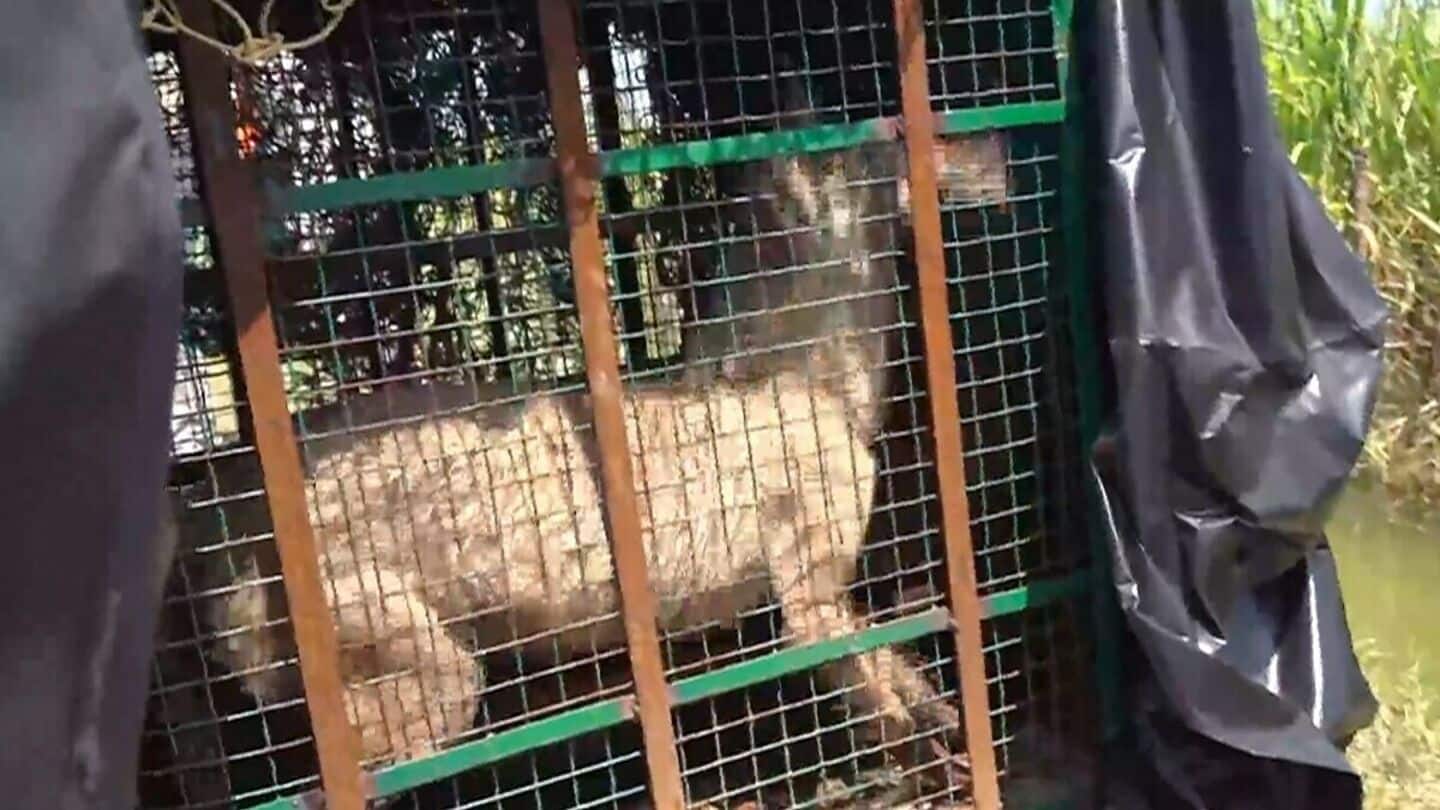 Wolf attacks in UP village leave 2 girls dead, 9 injured