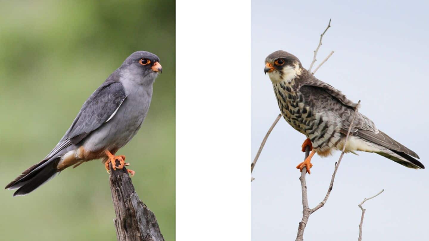 3 Amur falcons from Manipur begin epic 6,000km flight to Somalia