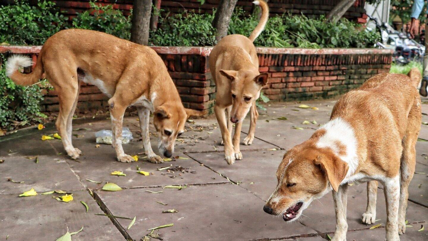 Supreme Court revisits stray dog removal as safety worries grow