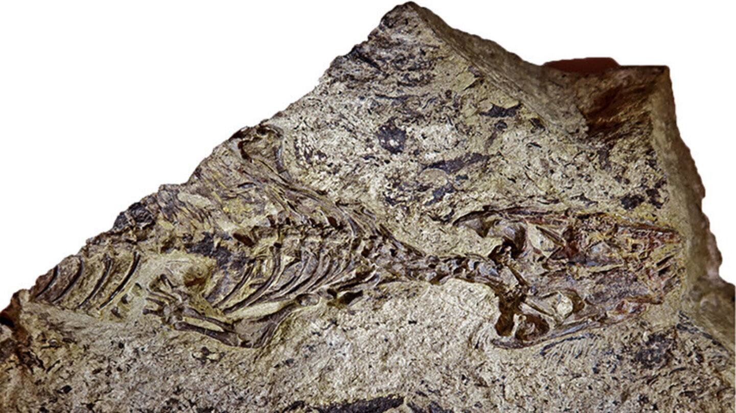 Oldest known relative of modern lizards, snakes discovered