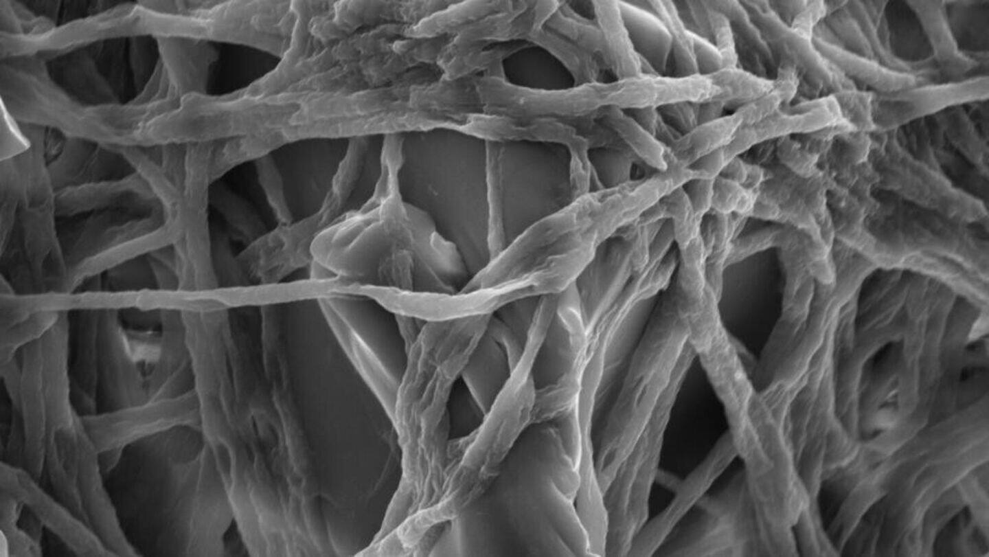 This black fungus can help us tackle plastic waste