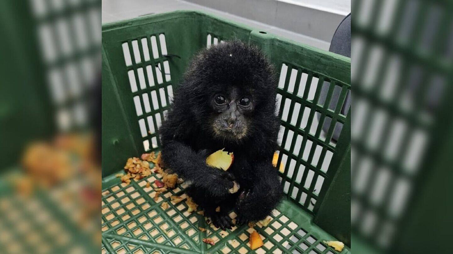 Monkey business at Bengaluru airport: Primates stroll in terminal