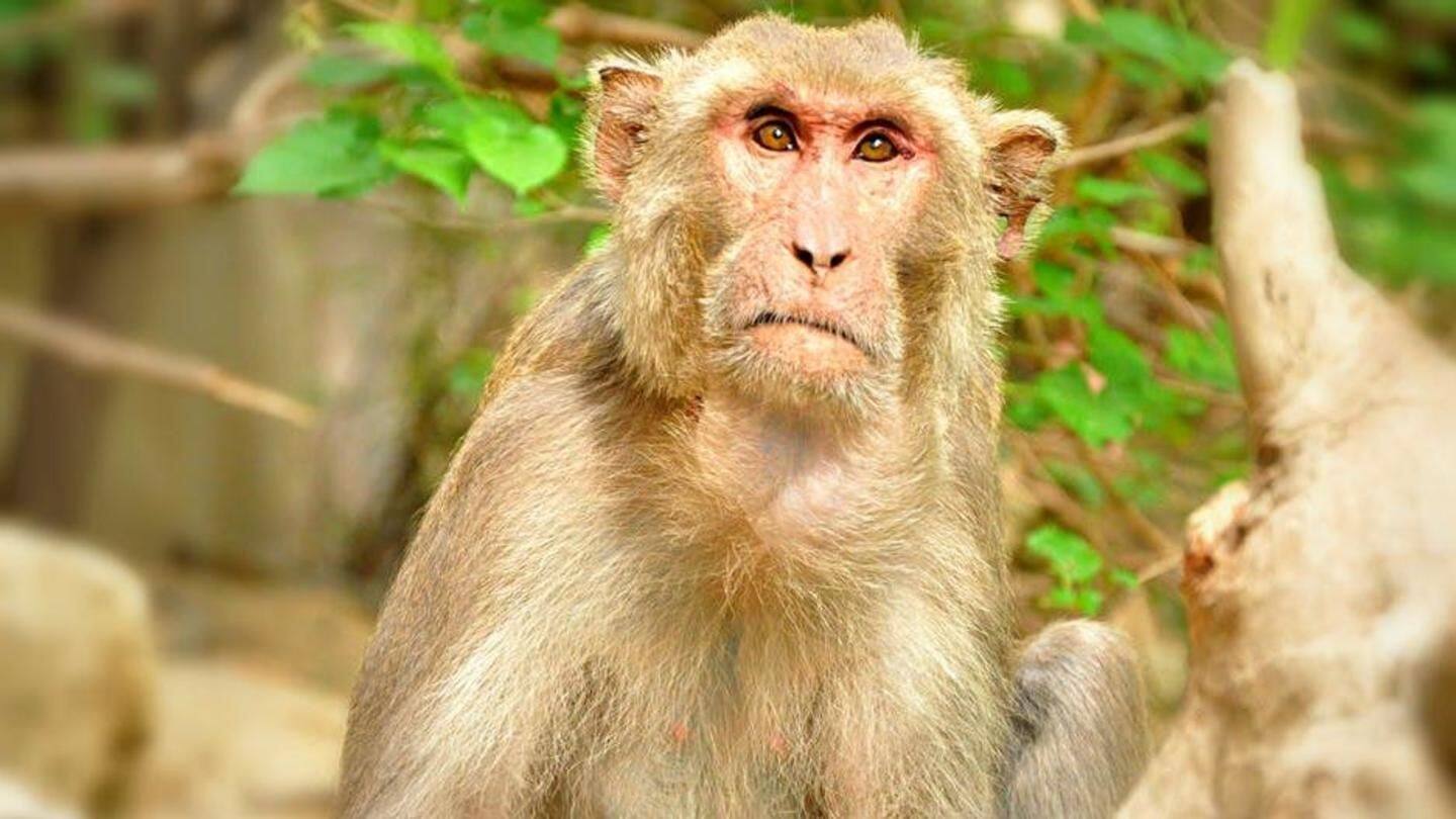 Mumbai: Two monkeys, being forced to beg, rescued | NewsBytes