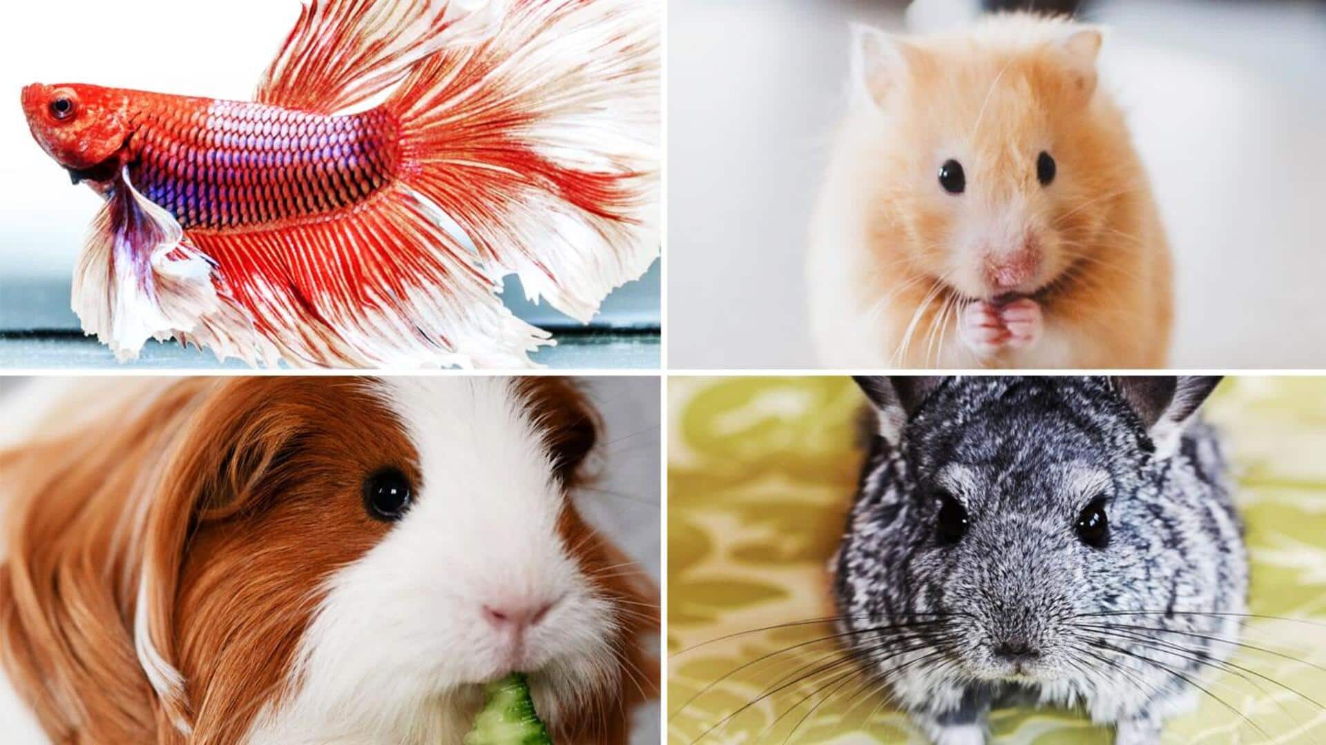 Expert reveals the best low-maintenance pets for beginners