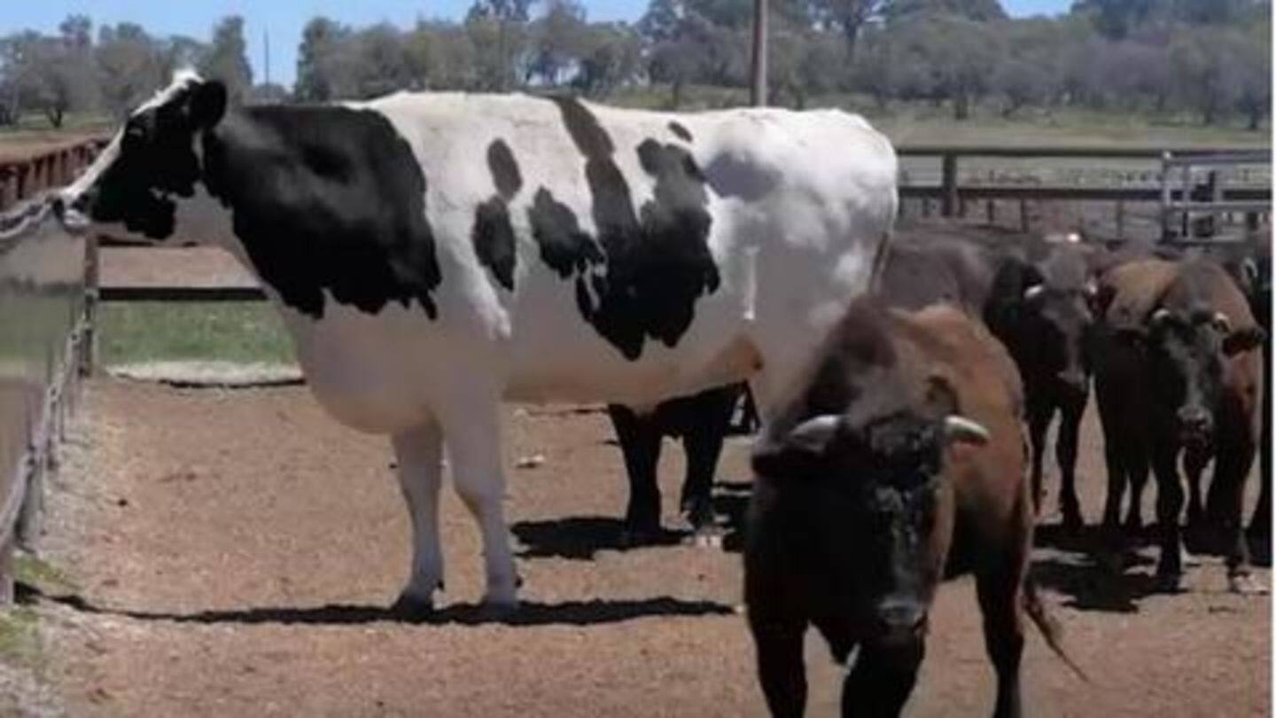 Read the real story behind the giant Australian cow 'Knickers' | NewsBytes