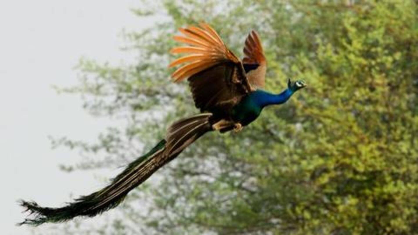 Five fun facts about peacocks you should know | NewsBytes