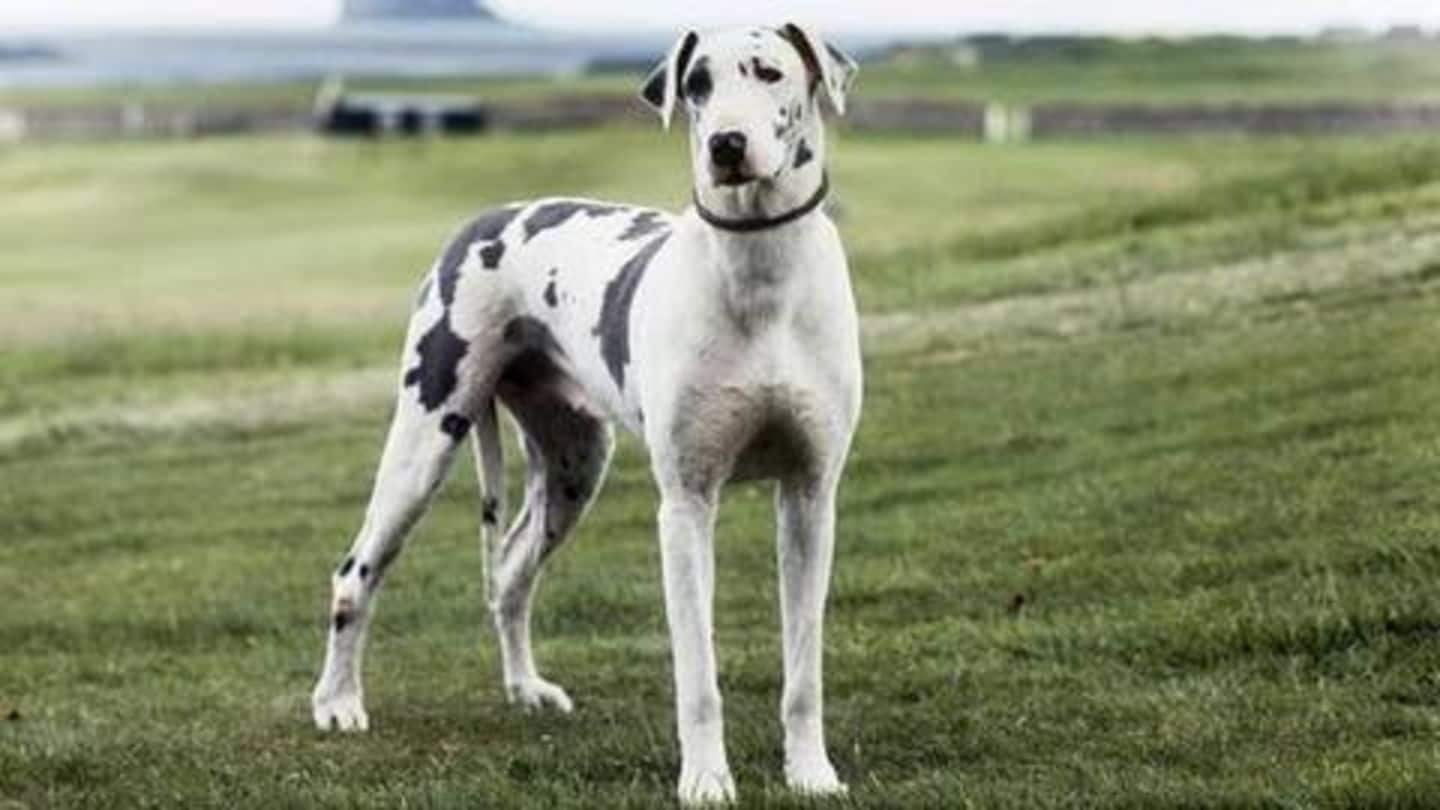 Five facts about Great Danes you should know | NewsBytes