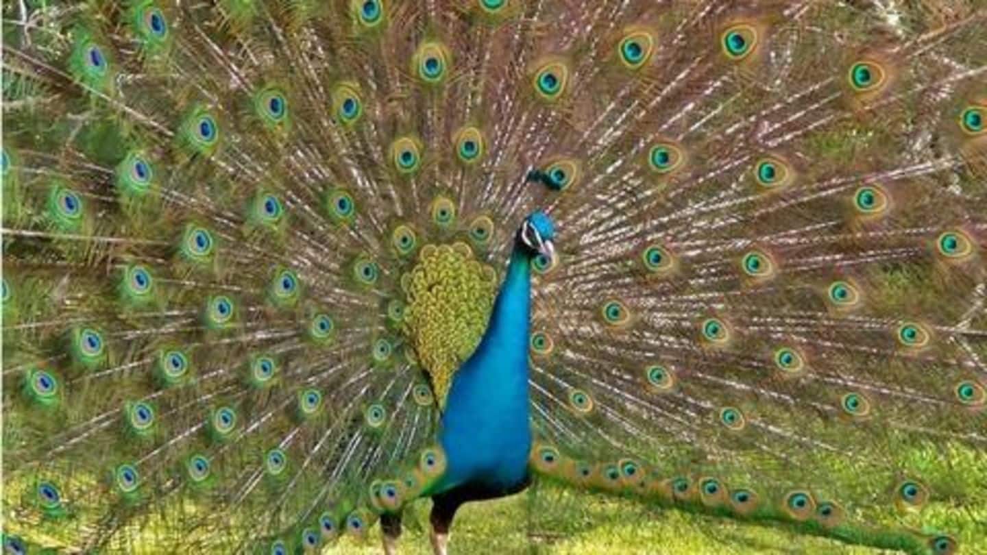 Five fun facts about peacocks you should know | NewsBytes