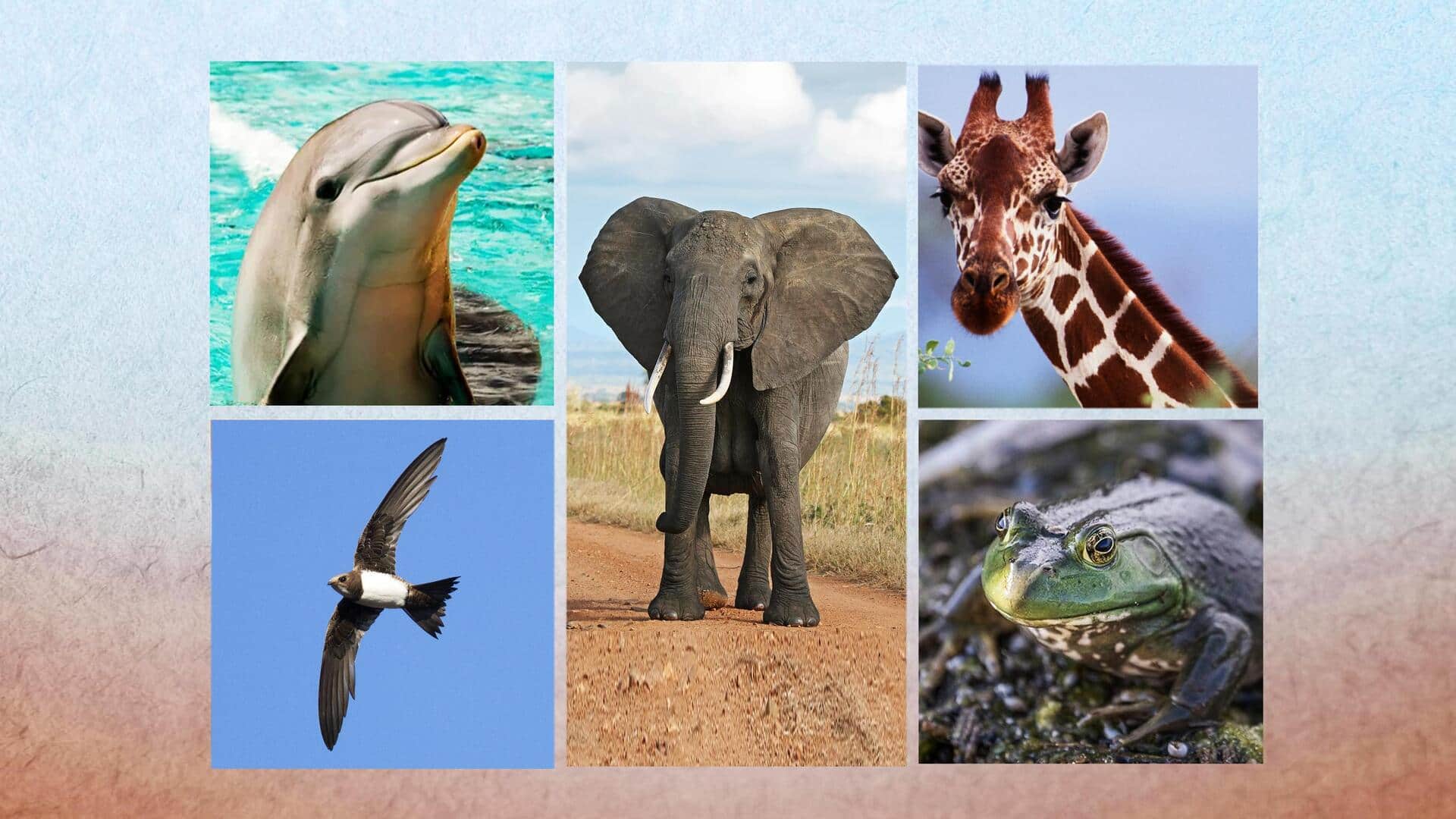 In the 'wake' of wildlife: Animals that hardly sleep