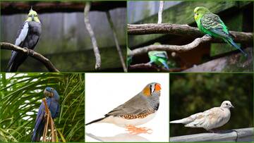 Top friendly birds to have as a pet