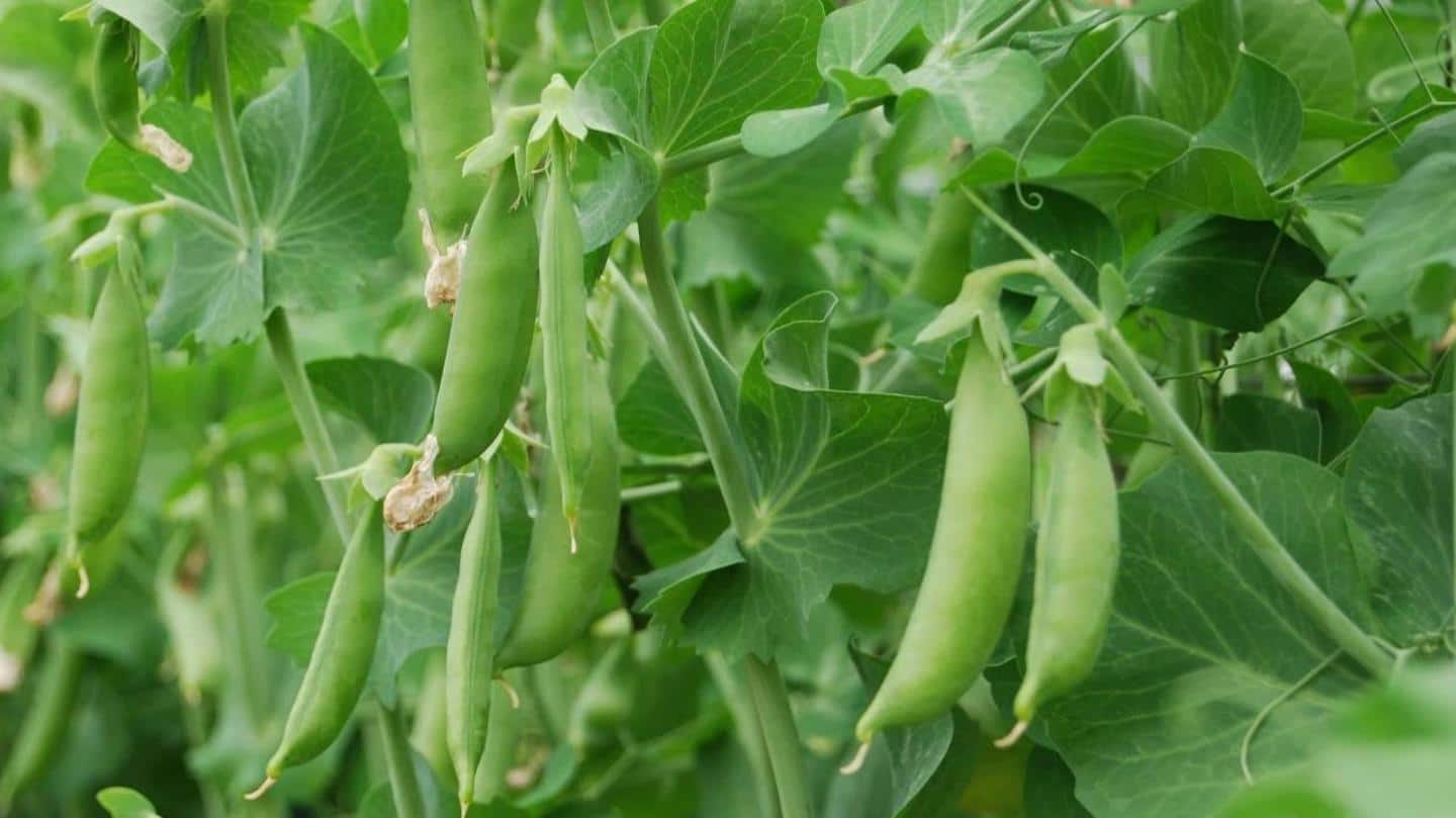 These vegetables can be easily grown at home | NewsBytes