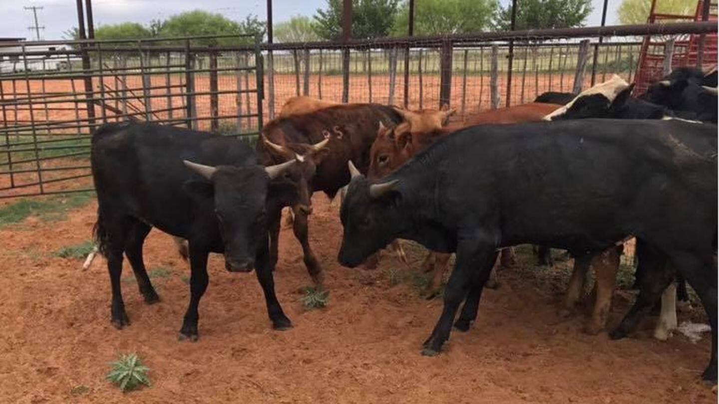 This is how Surat is fighting menace of stray cattle | NewsBytes