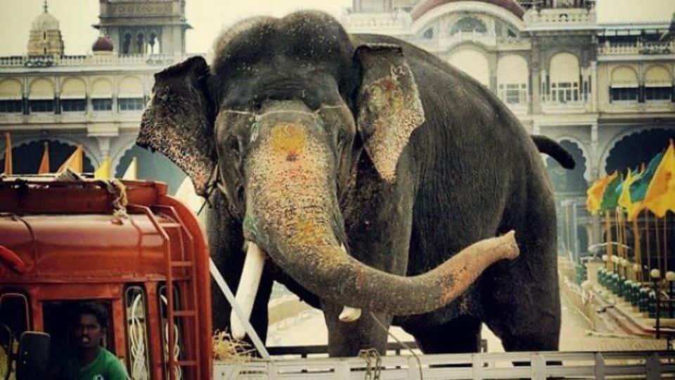Mysuru: Dasara elephant Arjuna carries 730kg weight in Vijayadashami ...