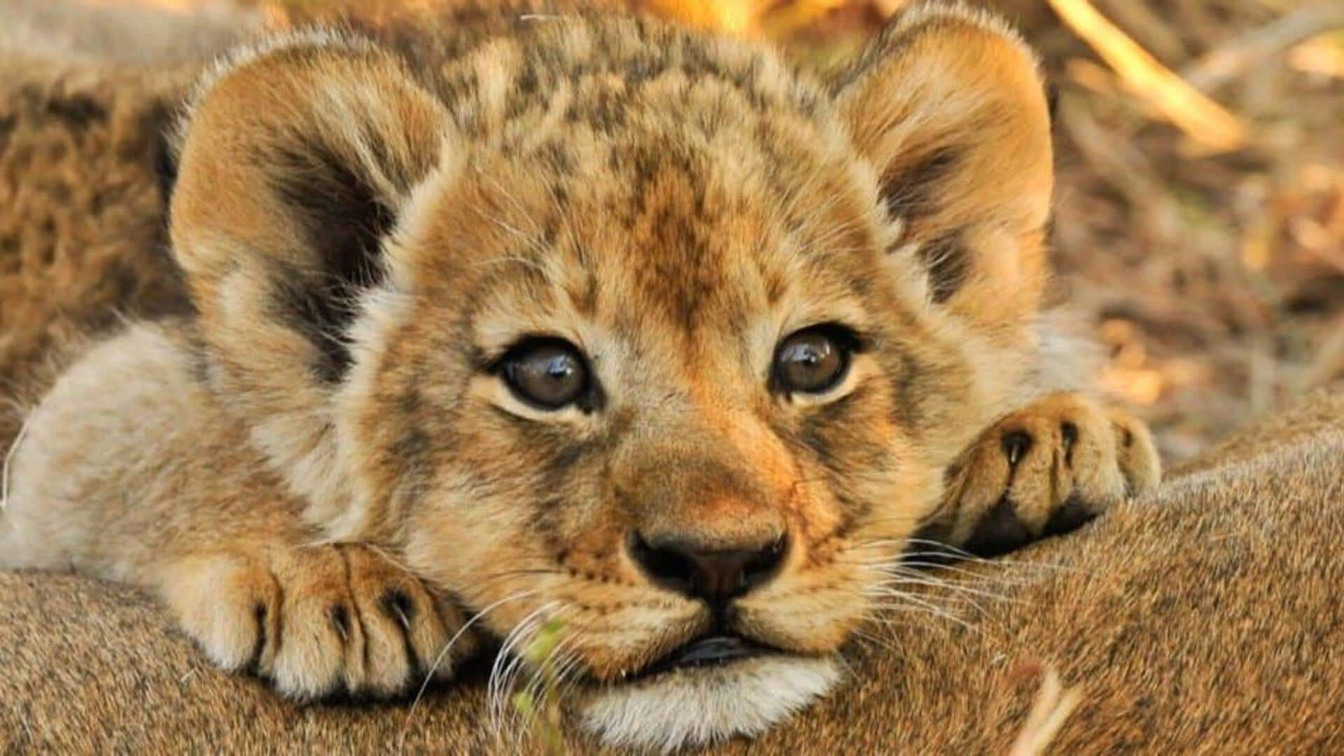 Chinese restaurant offers lion cub cuddling with tea. Say what!