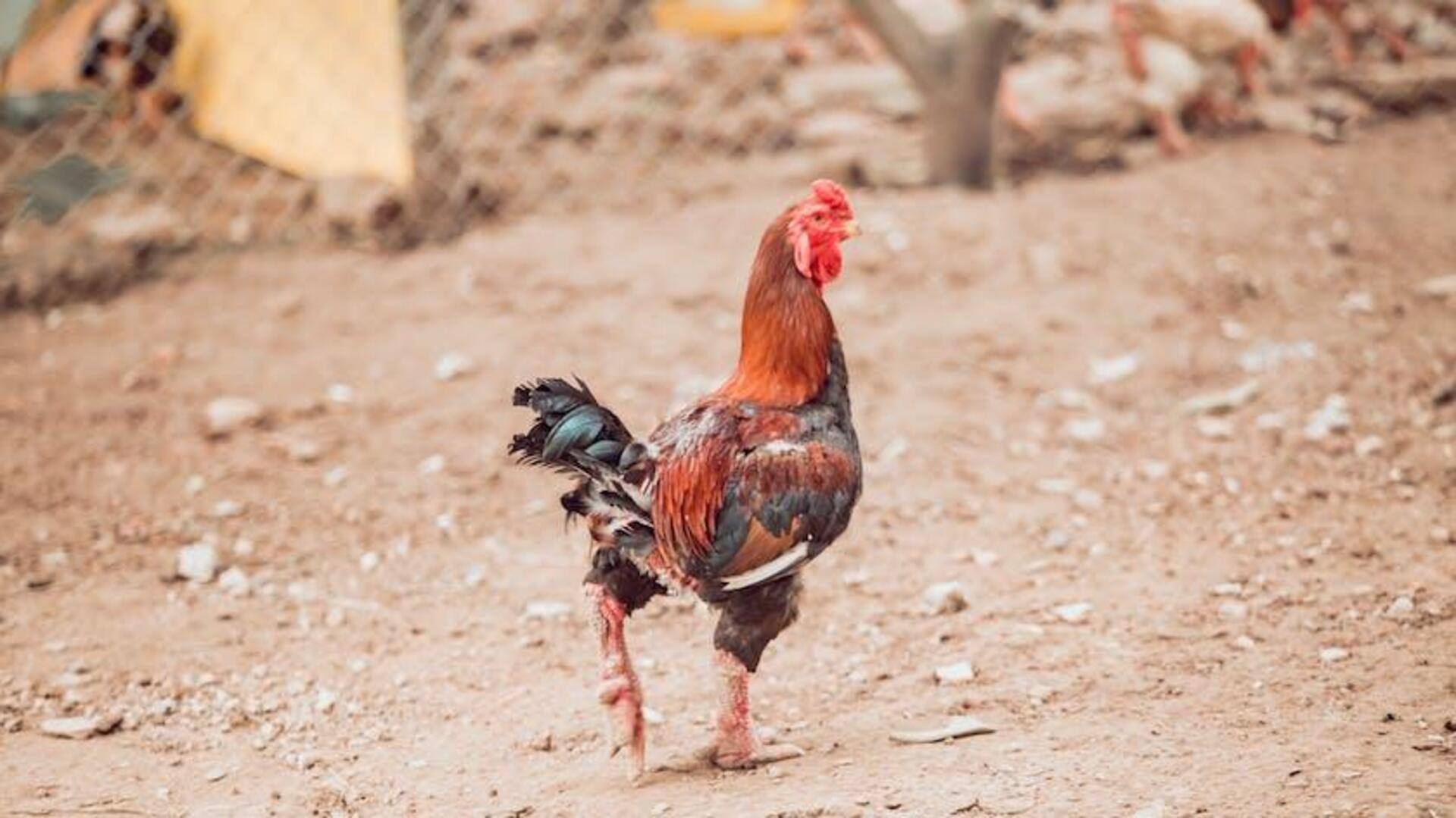 Chickens fed Viagra and shilajit ahead of cockfight season