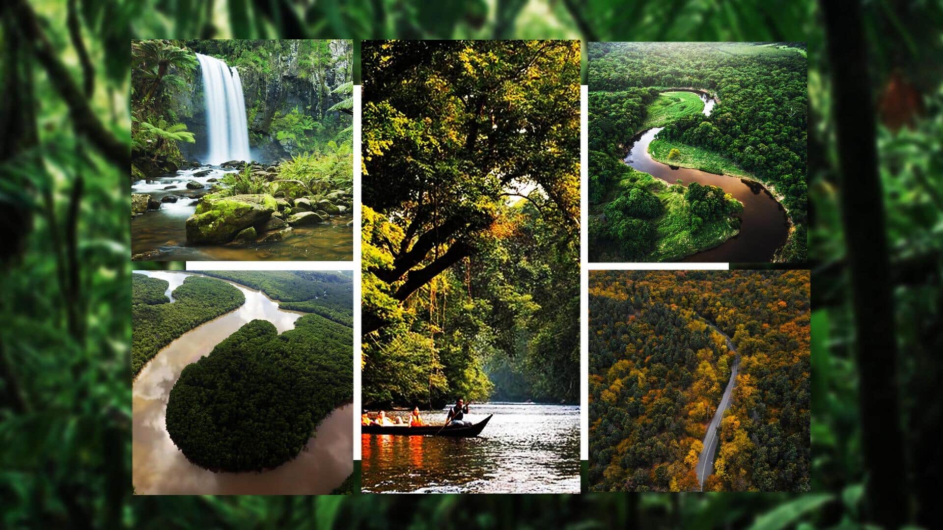 These are the oldest forests in the world