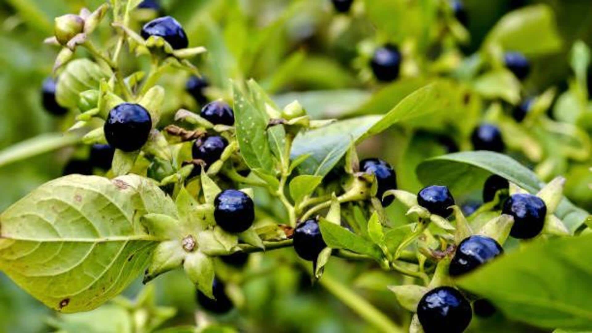 Wild nightshade: A culinary secret worth exploring