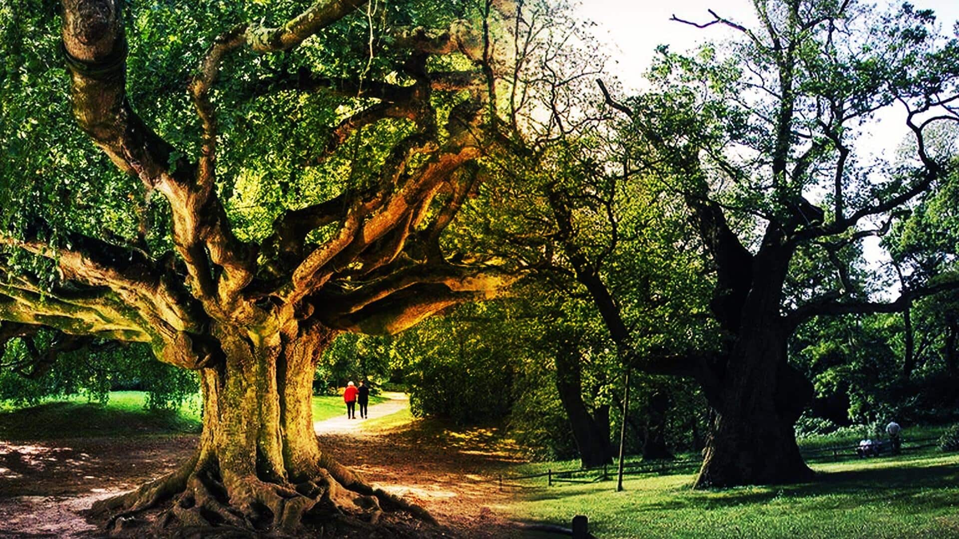 Poland's Heart of the Garden is 'Tree of the Year'