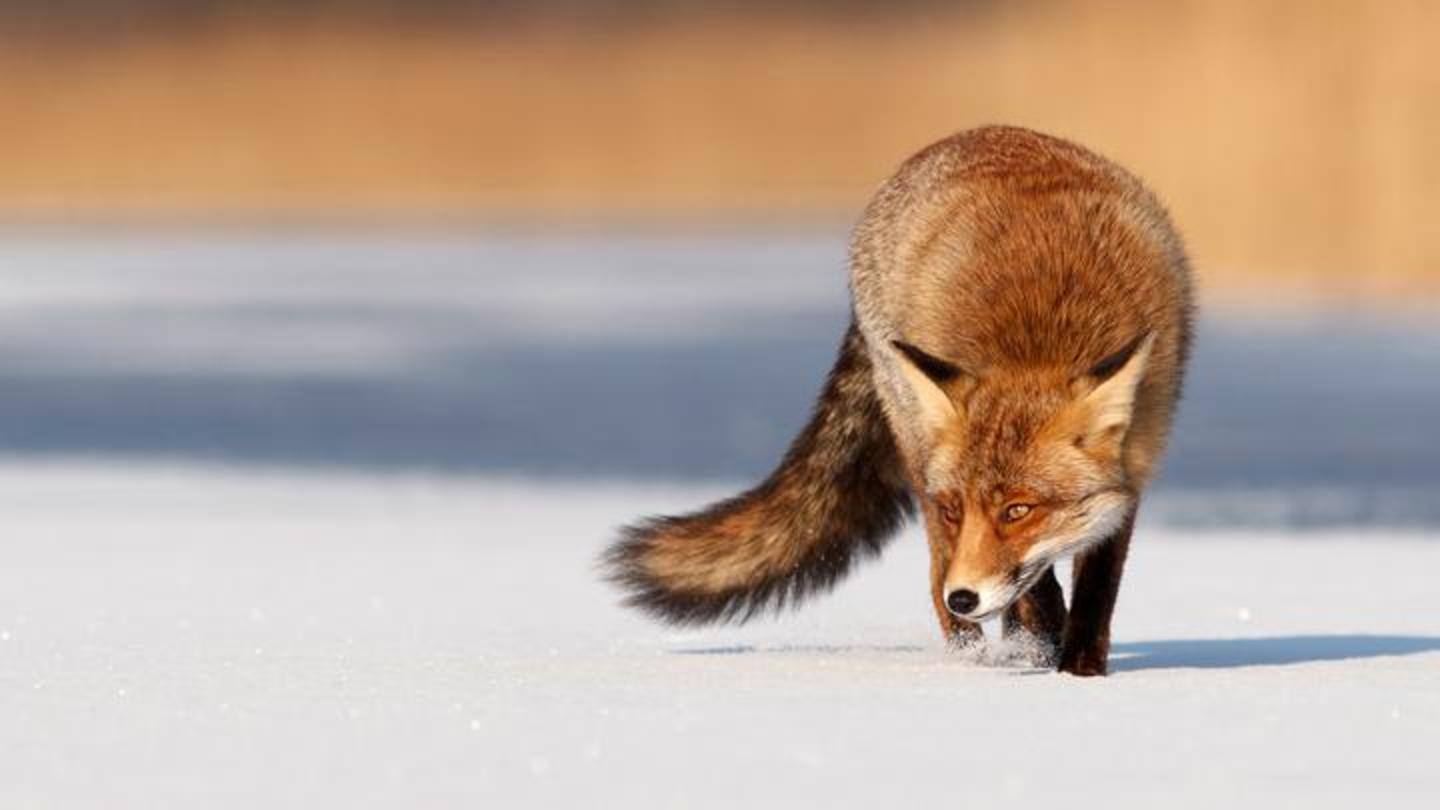 Himalayan red fox's subspecies spotted in Uttarakhand | NewsBytes