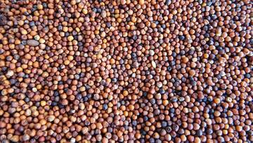 Five reasons why you should include ragi in your diet