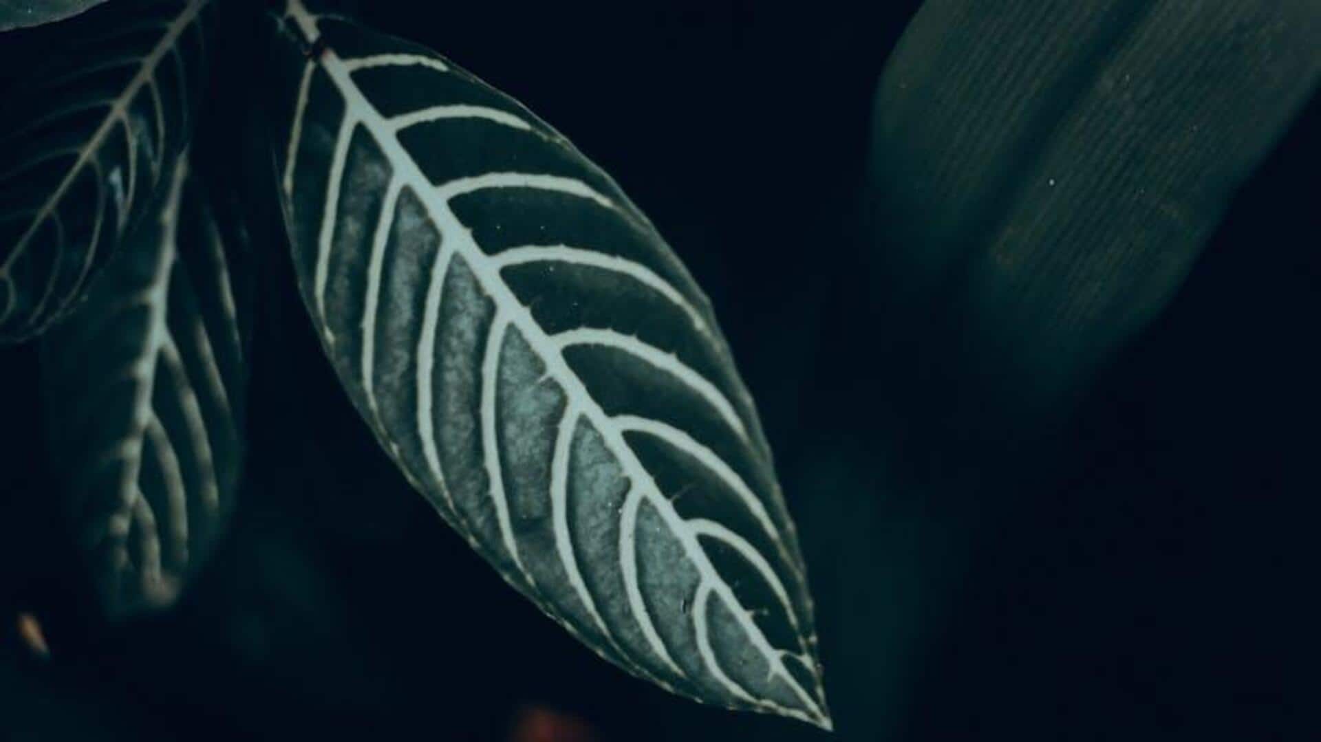 How to grow and care for a Zebra plant