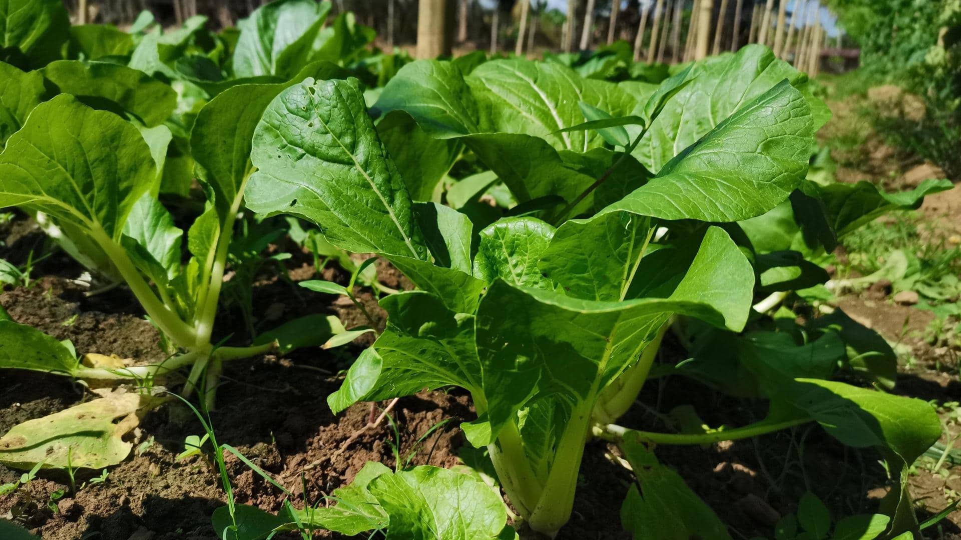 Ever heard of pechay? Know about it through its benefits