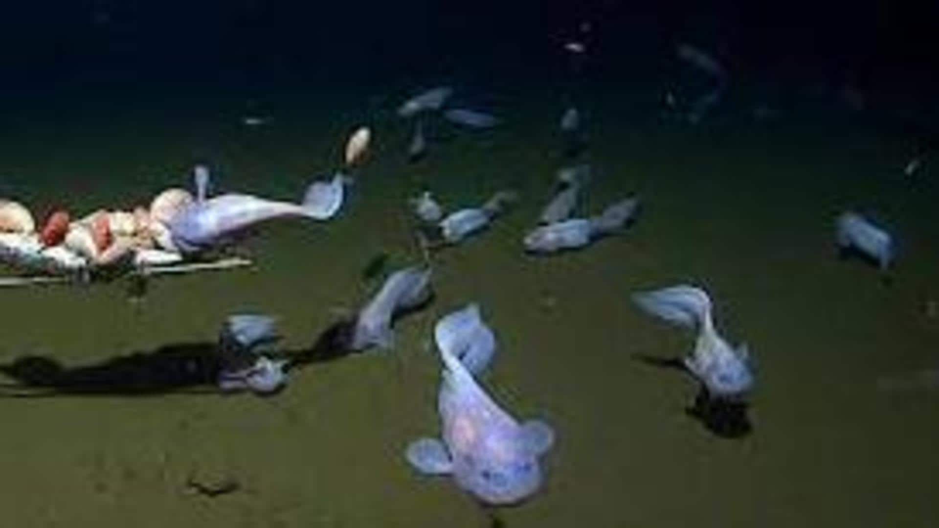 5 facts about the world's deepest fish found near Japan