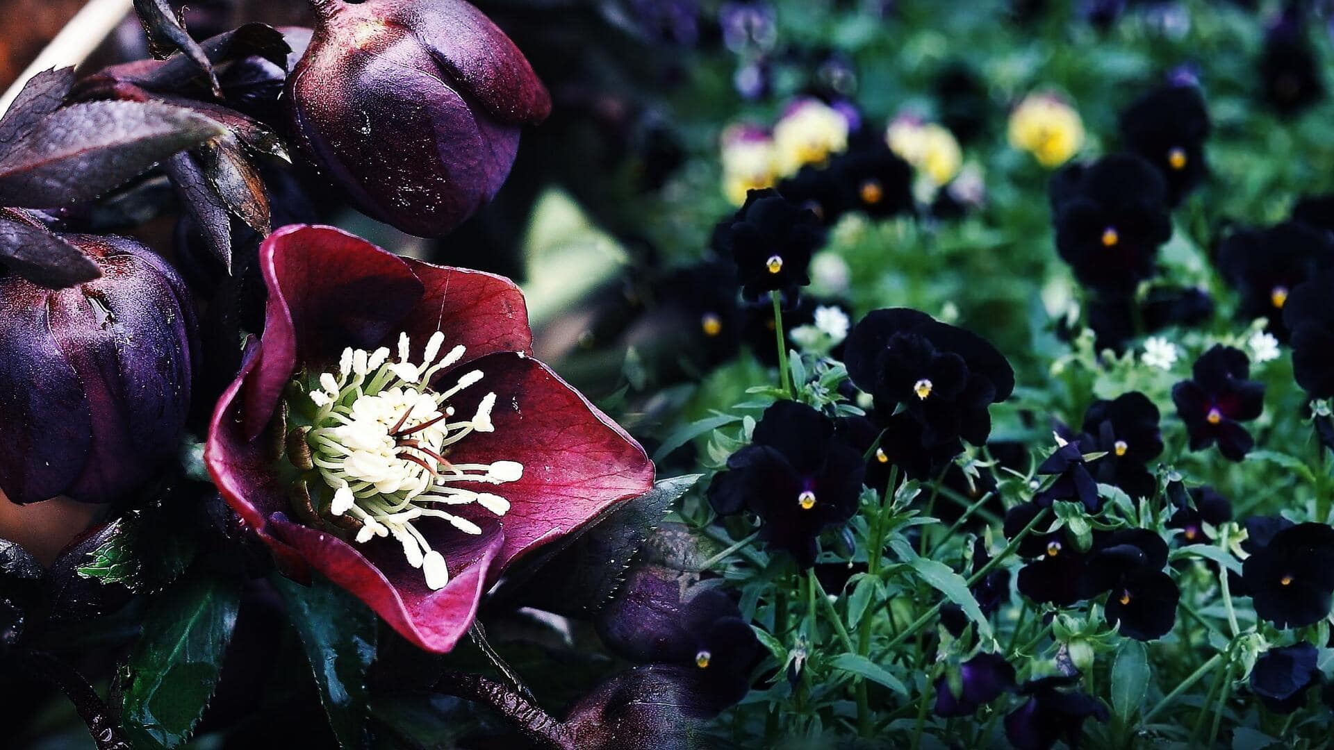 Exploring the enigmatic beauty of a goth garden
