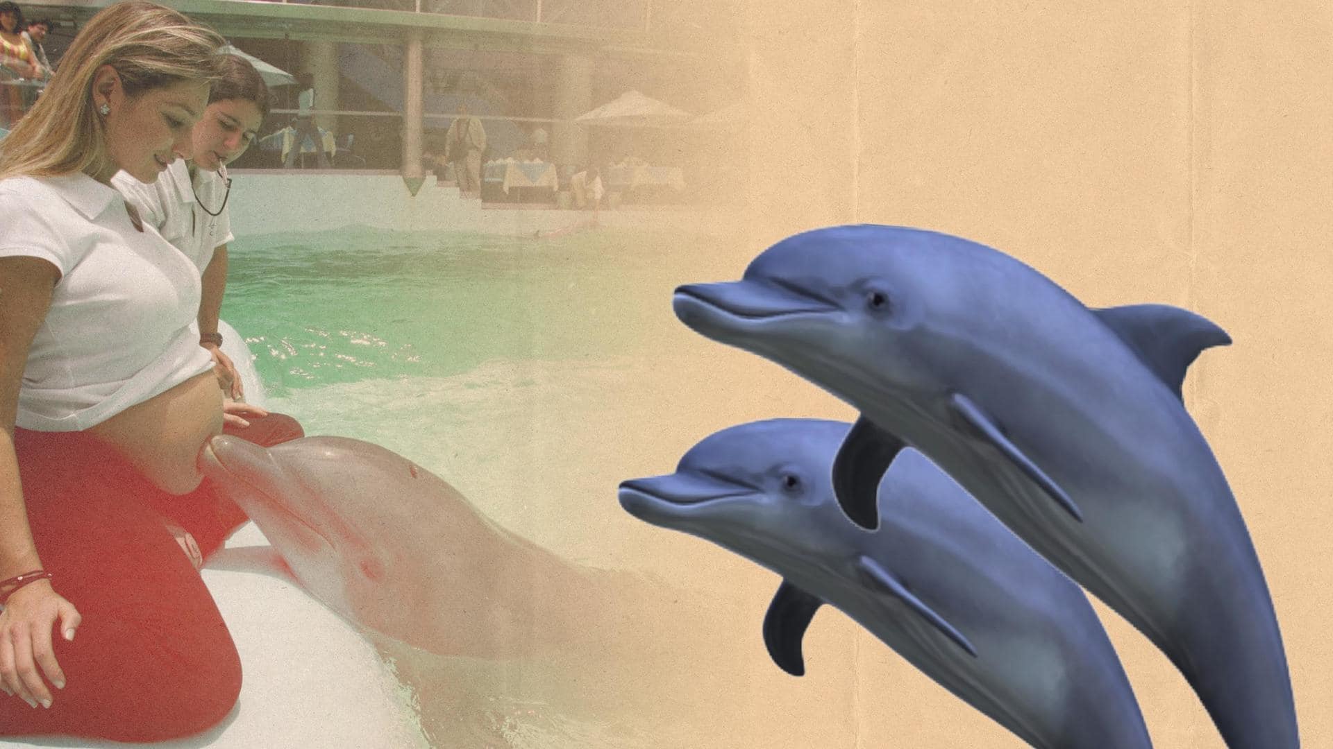 Pregnant Dolphin Giving Birth