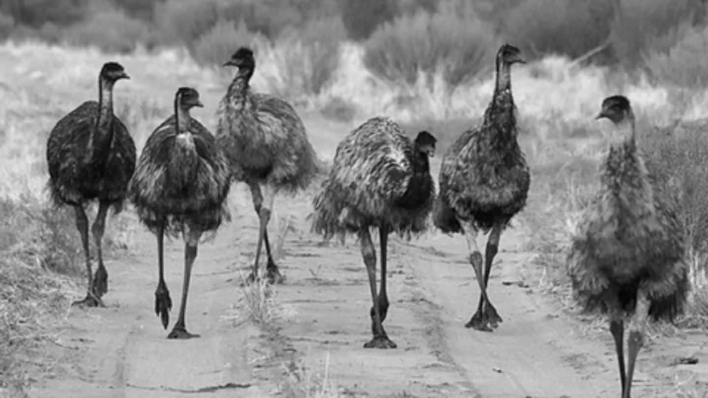 #ThisDayThatYear: Australia declared a war against birds, and lost ...