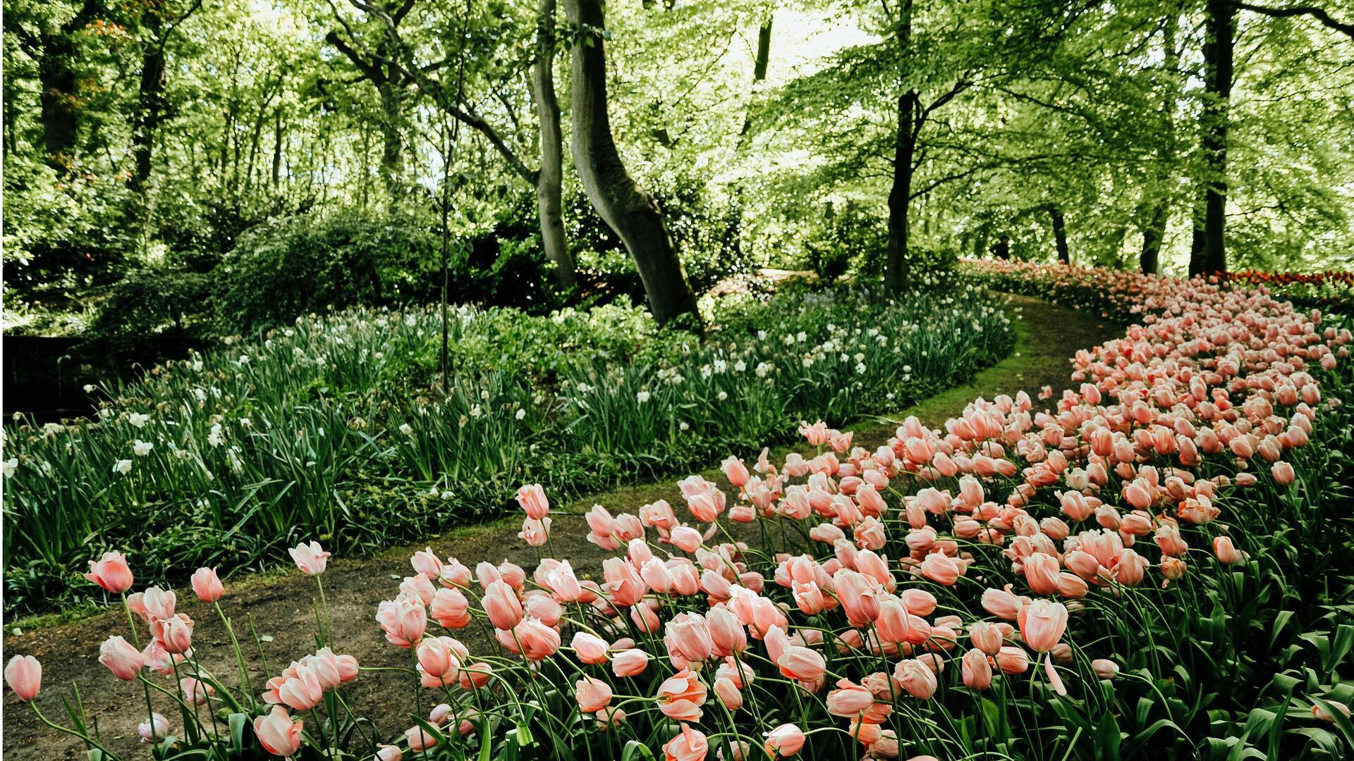 Menjelajahi Ladang Tulip Belanda yang Berwarna-warni