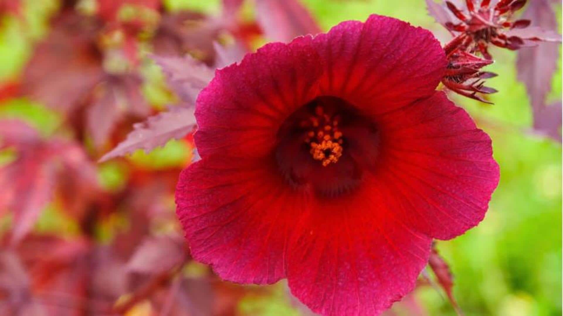 Cranberry Hibiscus: ఇంటి తోటలో క్రాన్‌బెర్రీ హిబిస్కస్‌ను సులభంగా పెంచే ...